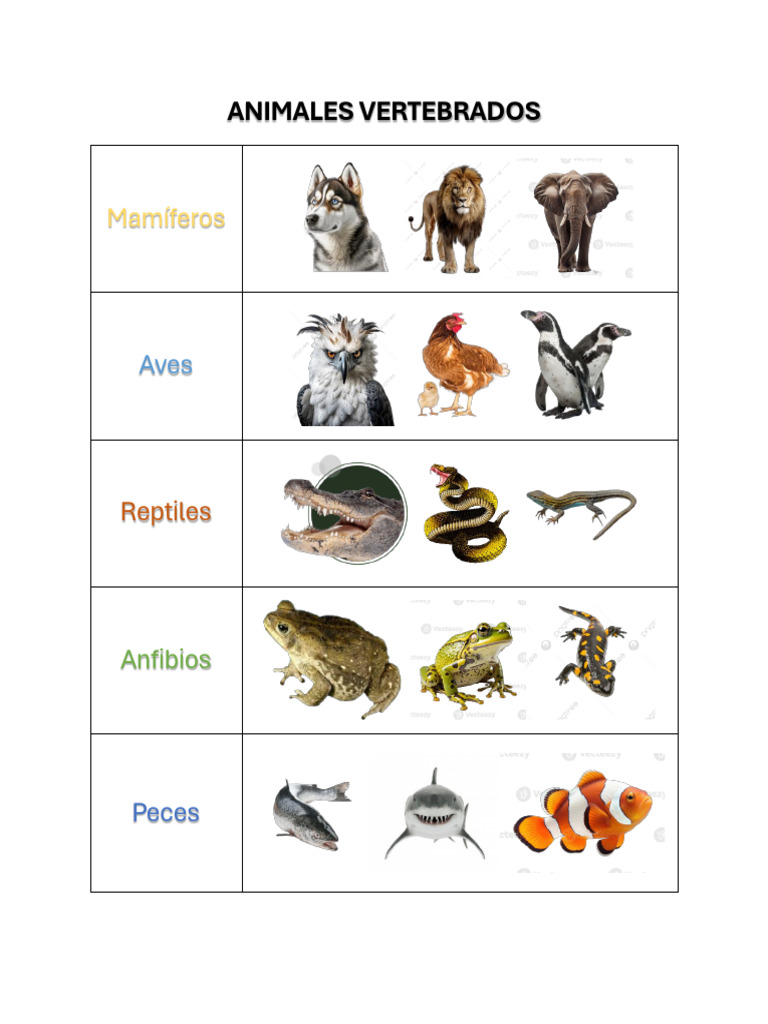Clasificación de Animales Vertebrados e Invertebrados | PDF | Ciencia y ...