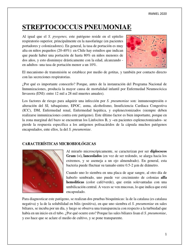 Steptococcus Pneumoniae Pdf Penicilina Inflamación