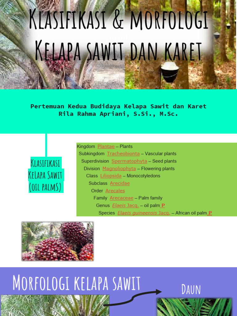 Klasifikasi Dan Morfologi Kelapa Sawit Karet | PDF Klasifikasi Dan Morfologi Kelapa Sawit Karet | PDF