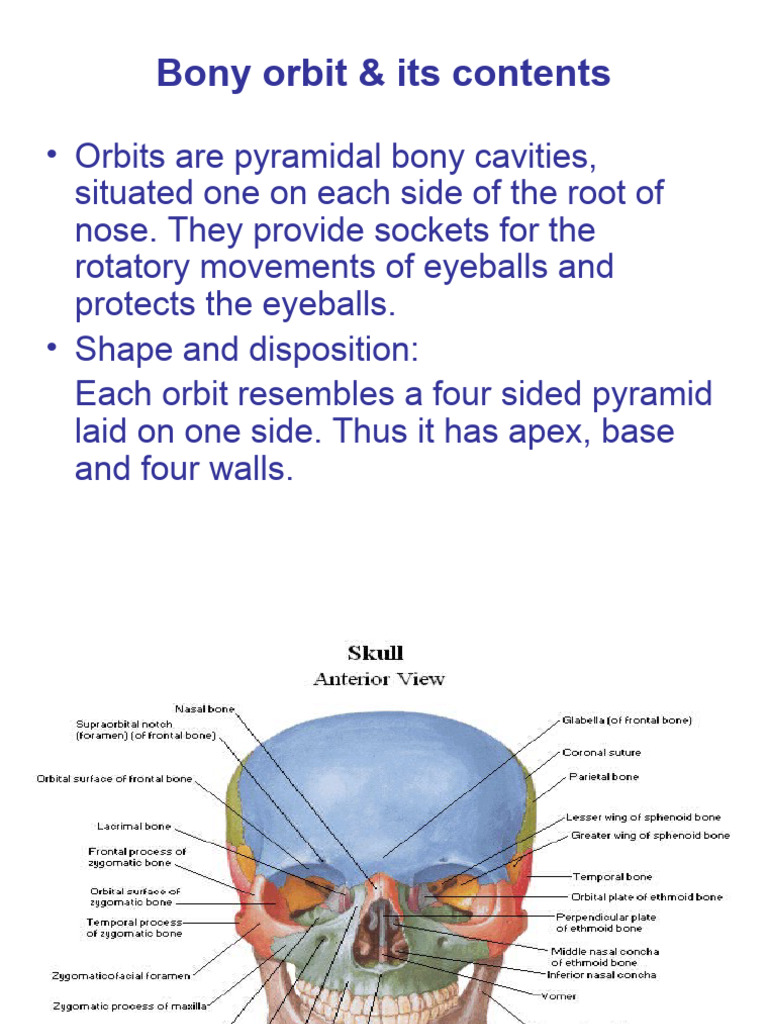 Bony Orbit & Its Contents | PDF | Otorhinolaryngology | Musculoskeletal ...