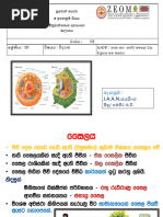 11 Sinhala Notes | PDF