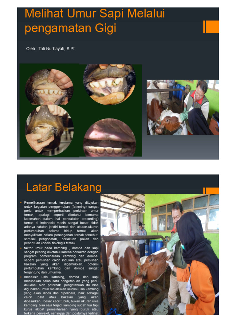 Menentukan Umur Berdasarkan Gigi | PDF