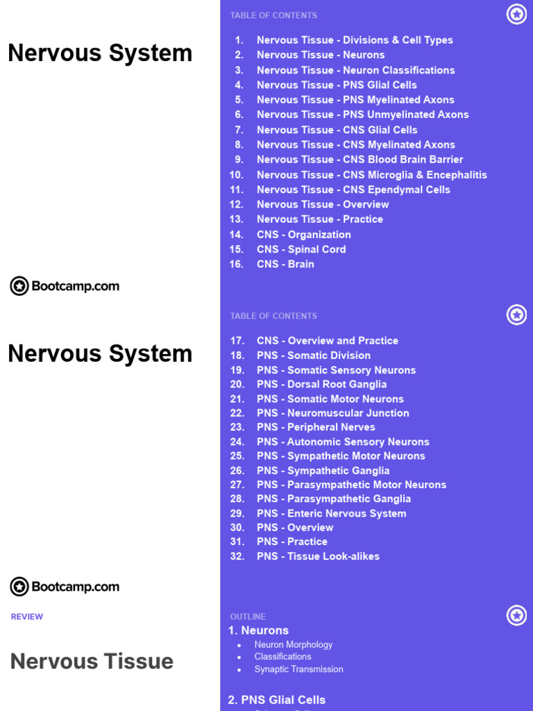Chapter 7 Nervous System Video Course | PDF | Central Nervous System ...