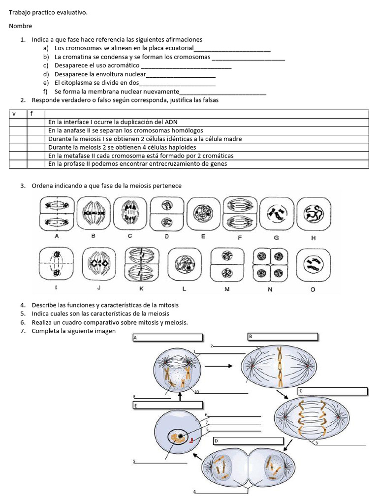 Fases de Mitosis y Meiosis: Evaluación | PDF