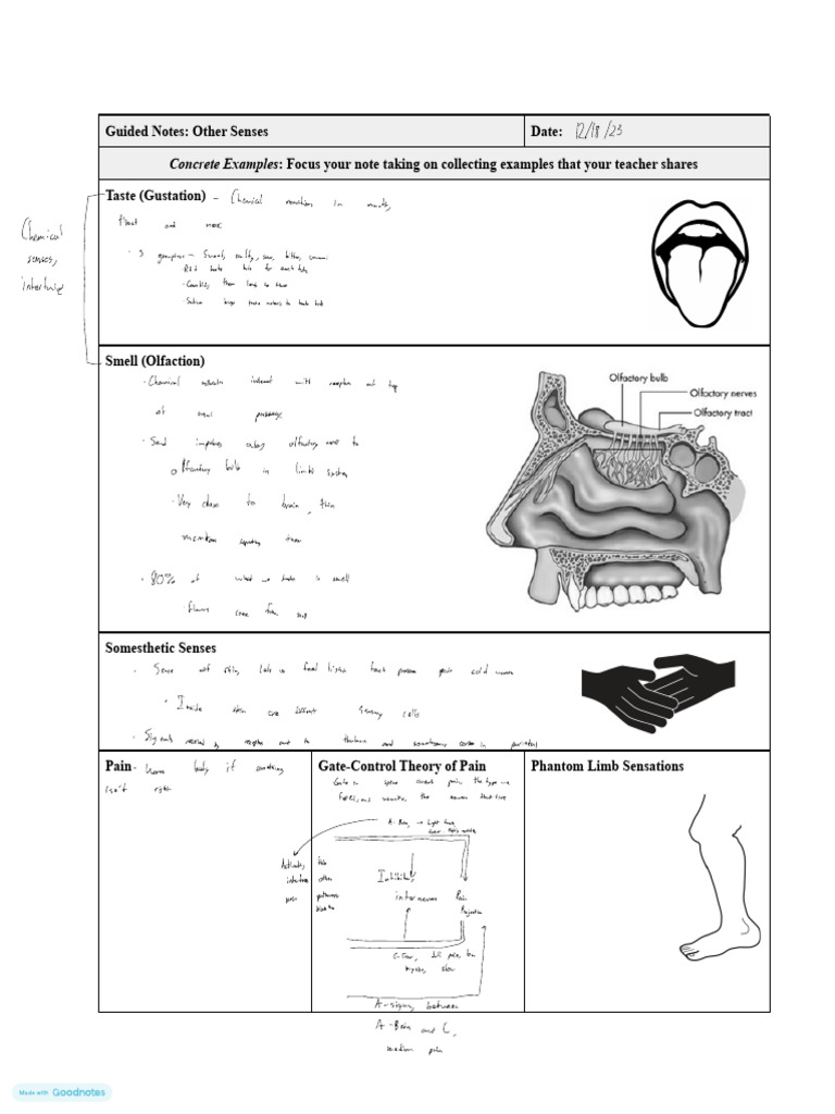 Guided Notes - Other Senses | PDF | Senses | Taste