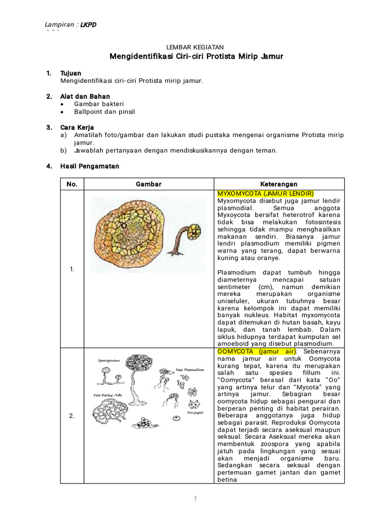 LAB 6.04 (Mengidentifikasi Ciri-ciri Protista Mirip Jamur) | PDF