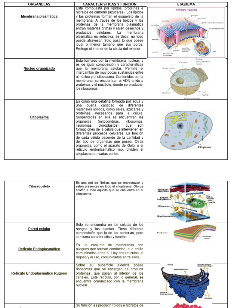 Organelas de la Célula Eucariota | PDF | Citoplasma | Biología Celular)