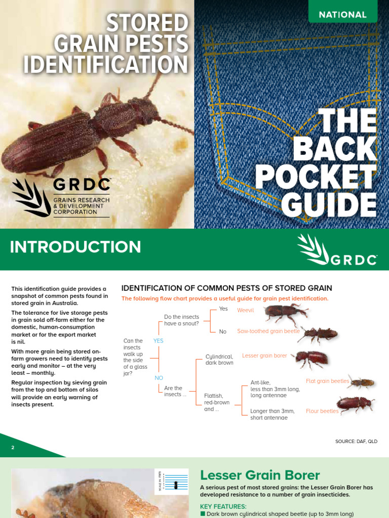 Stored Grain Pest Guide | PDF