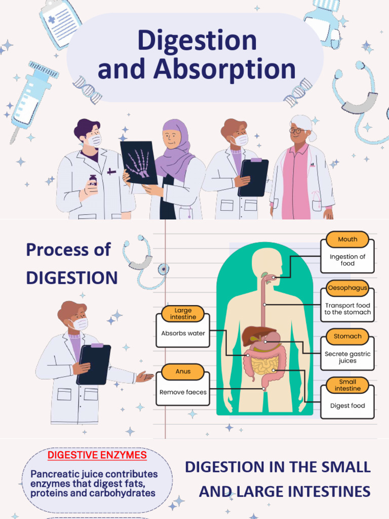 Digestion, Absorption, and Metabolism Insights | PDF | Fat | Digestion