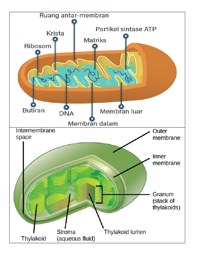 LKPD Games Sel | PDF