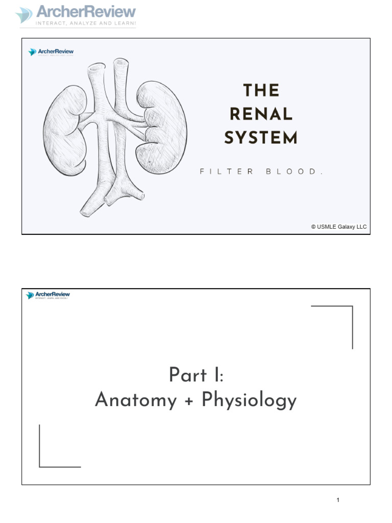 The Renal System6132024 | PDF | Kidney | Hemodialysis