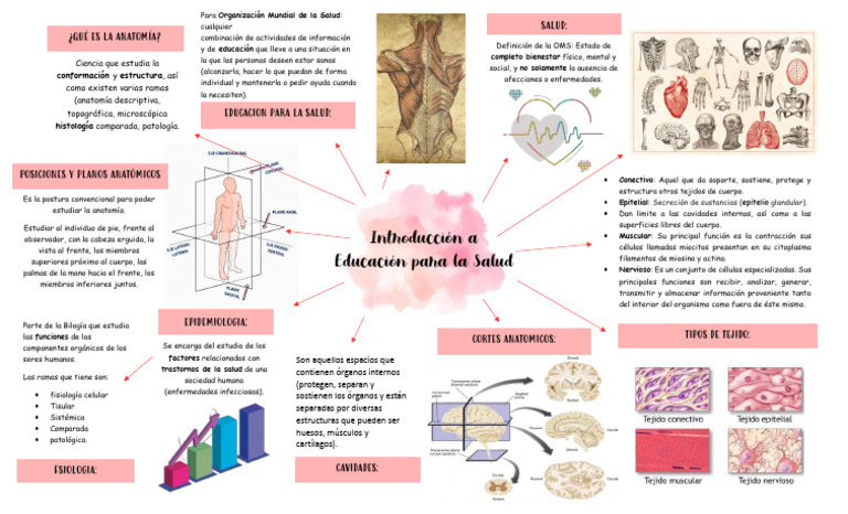 Mapa Mental - Introducion A La Educación para La Salud | PDF | Anatomía | Músculo