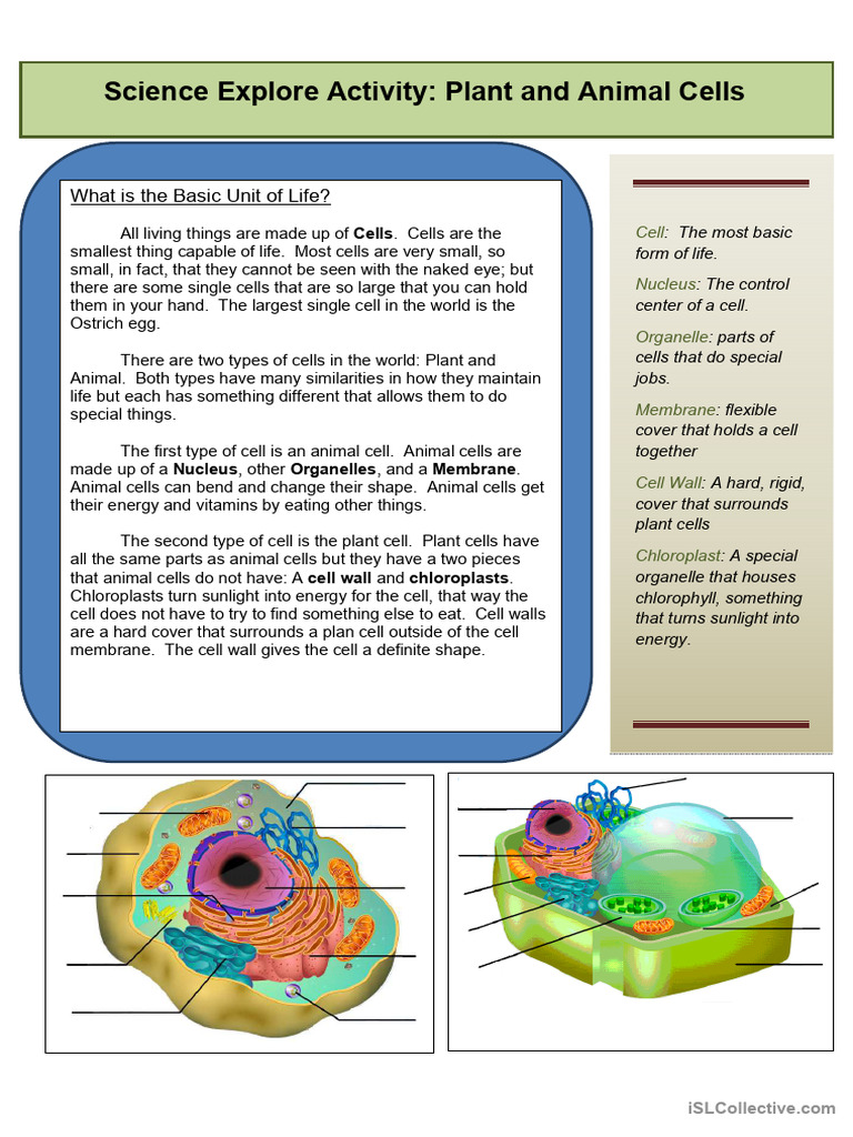 Explore The Cell | PDF | Science & Mathematics
