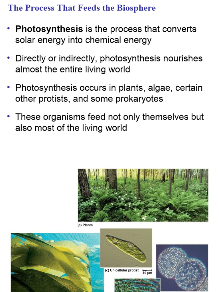 CH 10 PPT Photosynthesis | PDF | Photosynthesis | Chloroplast
