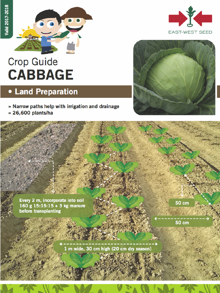 Cabbage | PDF