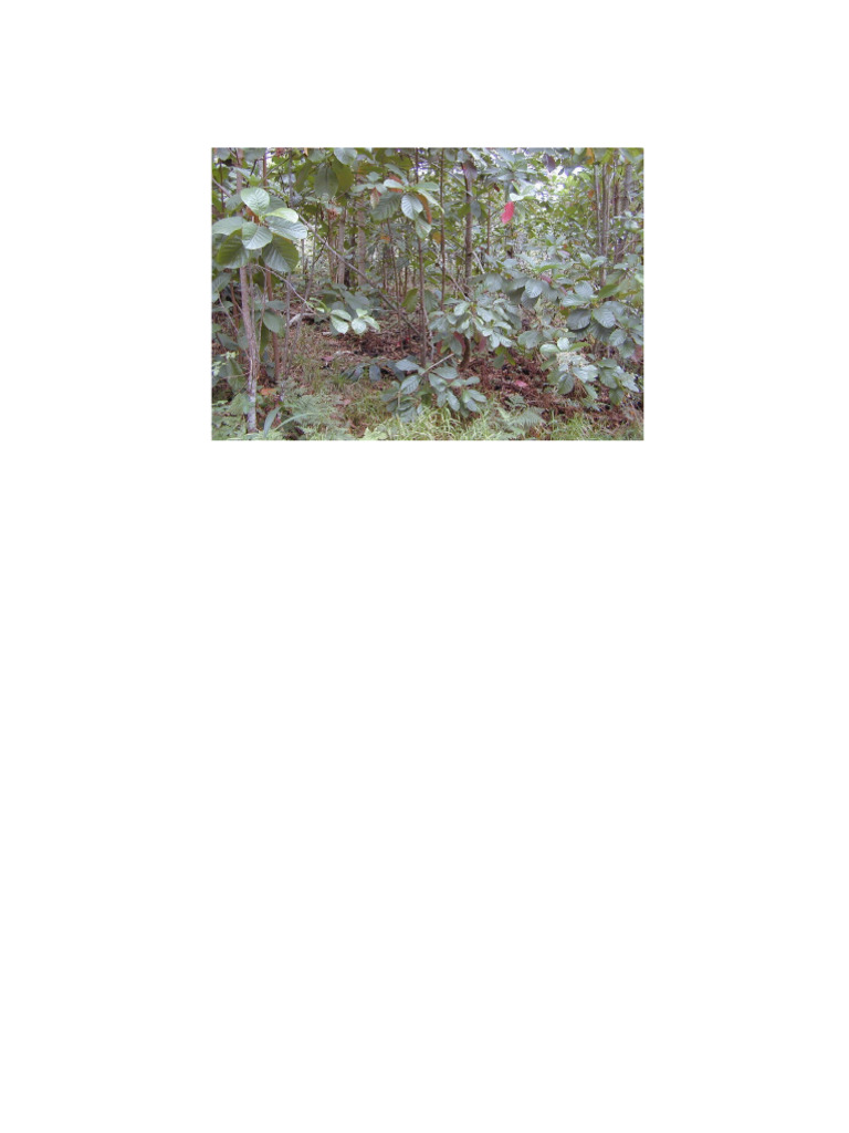 China Rinden Baum | PDF