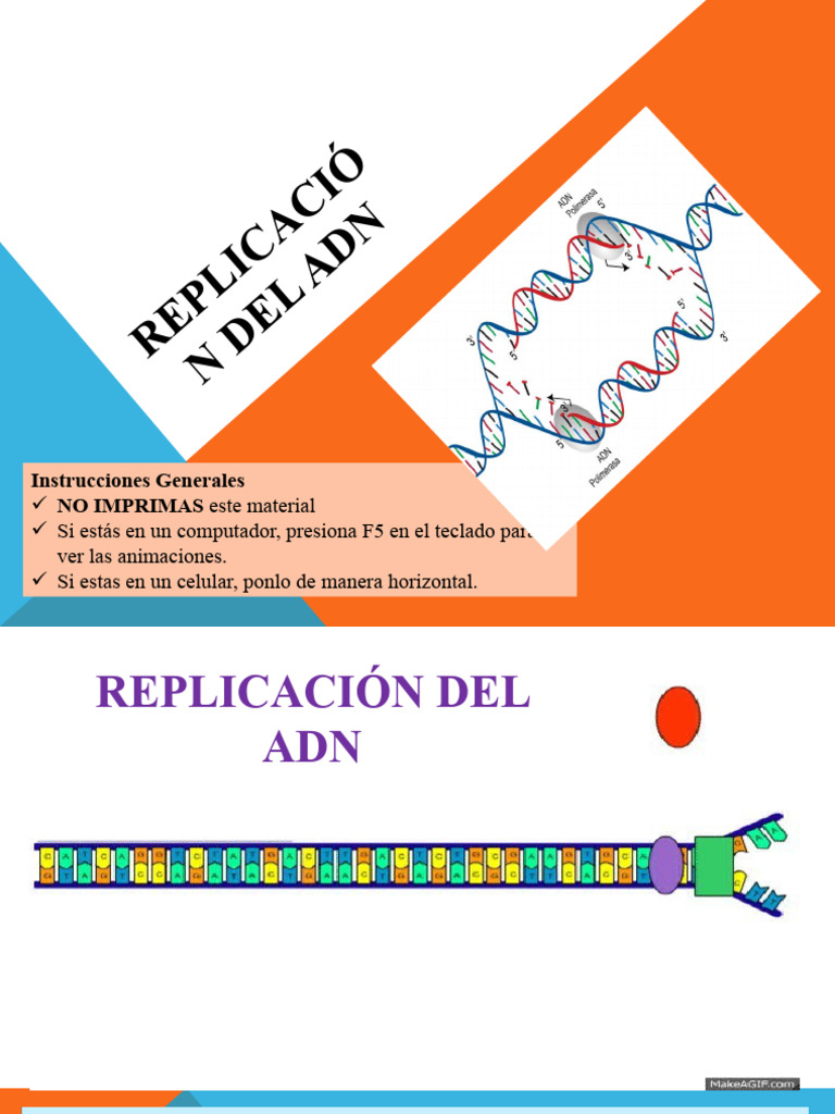 Replicacion Del ADN | PDF | Replicación De Adn | Adn