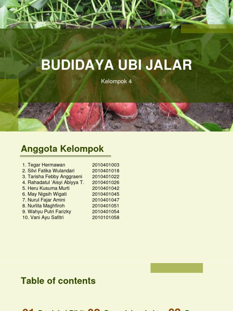 Budidaya Ubi Jalar | PDF