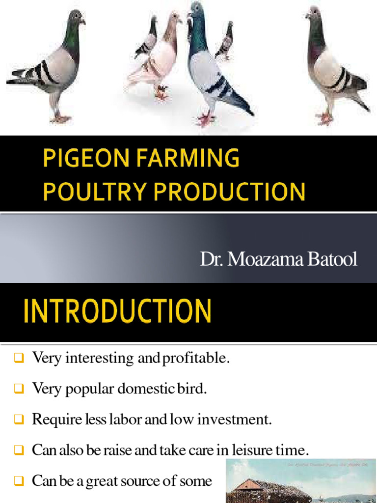 Pigeons Farming | Download Free PDF | Rice | Agriculture