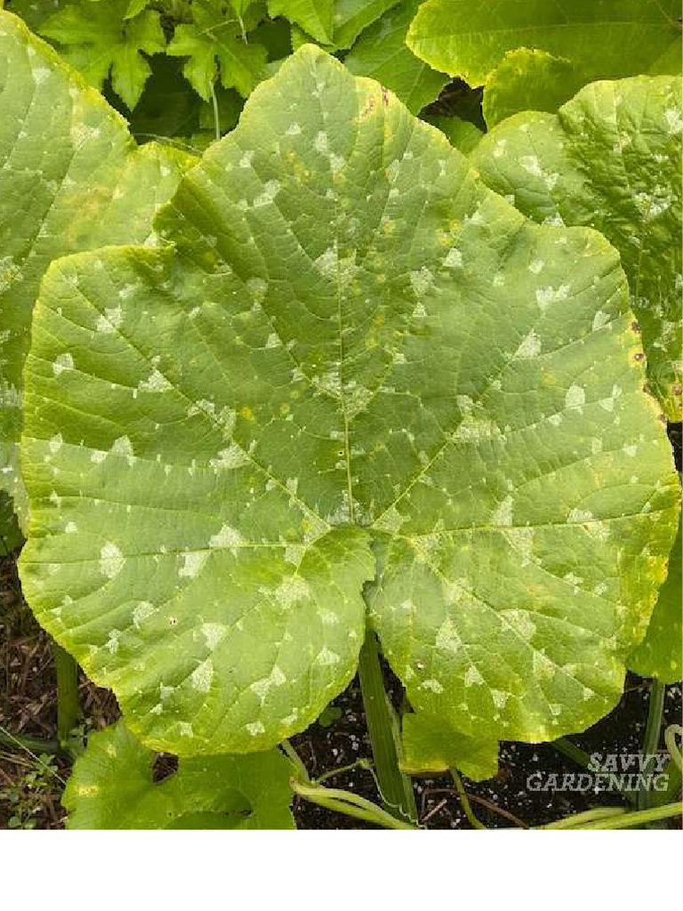 Print For SMTH | PDF