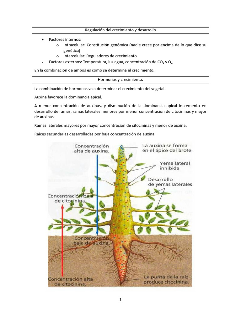 Regulación Hormonal en Plantas | PDF | Hormona Vegetal | Auxina