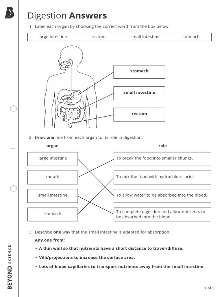 Digestion Worksheet Support Answers | PDF | Digestion | Small Intestine