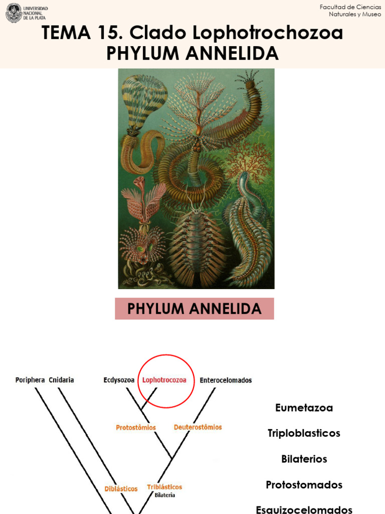 Clado Lophotrochozoa: Anélidos y su Biología | PDF | Ciencia y matemáticas