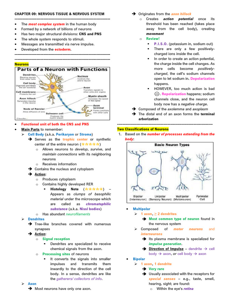 Nervous Tissue and System Overview | PDF | Neuron | Axon