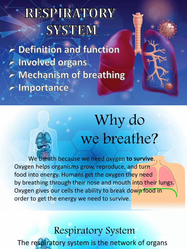 Lesson 1 The Respiratory System | PDF