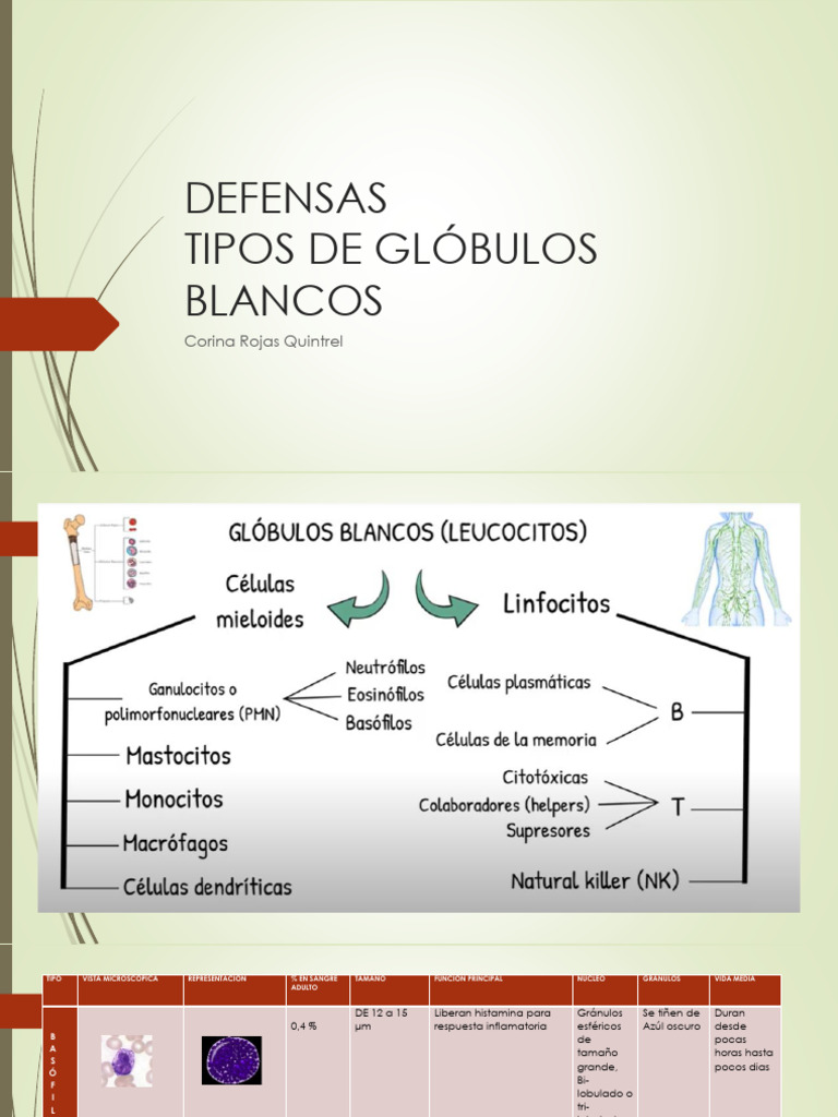 DEFENSAS Y TIPOS DE GLÓBULOS BLANCOS ESQUEMAppt | PDF | Sistema inmune | Apoptosis