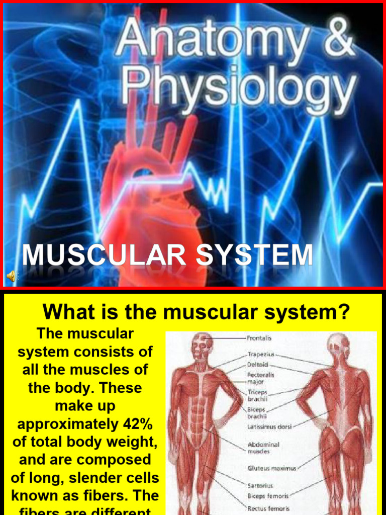 175 Anatomy Muscular System | PDF | Muscle | Anatomy