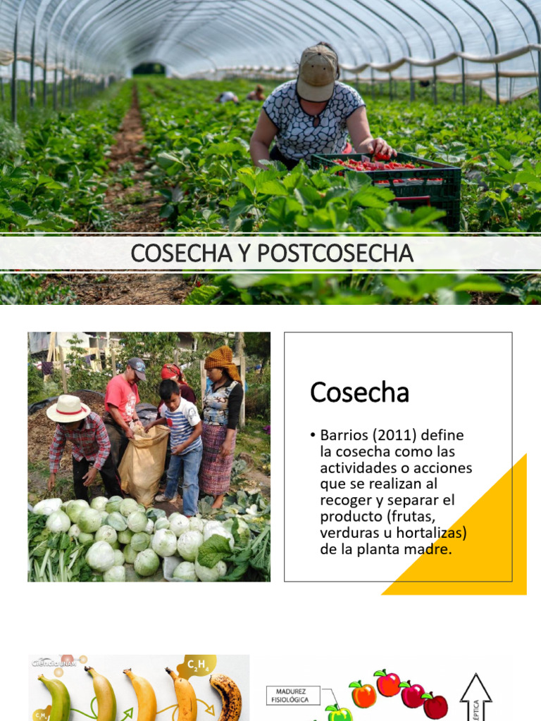 Cosecha y Postcosecha de Frutas | PDF | Fruta | Agricultura