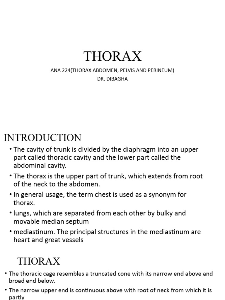Thorax | PDF | Vertebra | Thorax