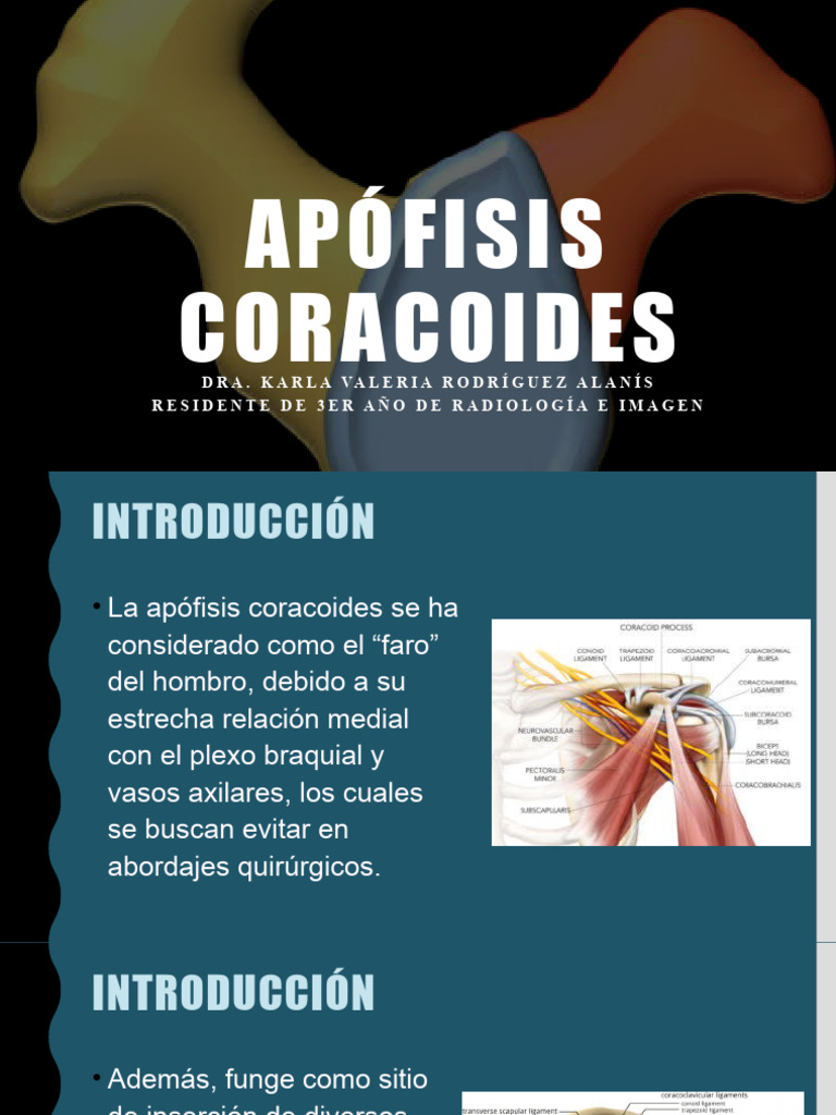 Apófisis coracoides | PDF | Hombro | Extremidades (anatomía)