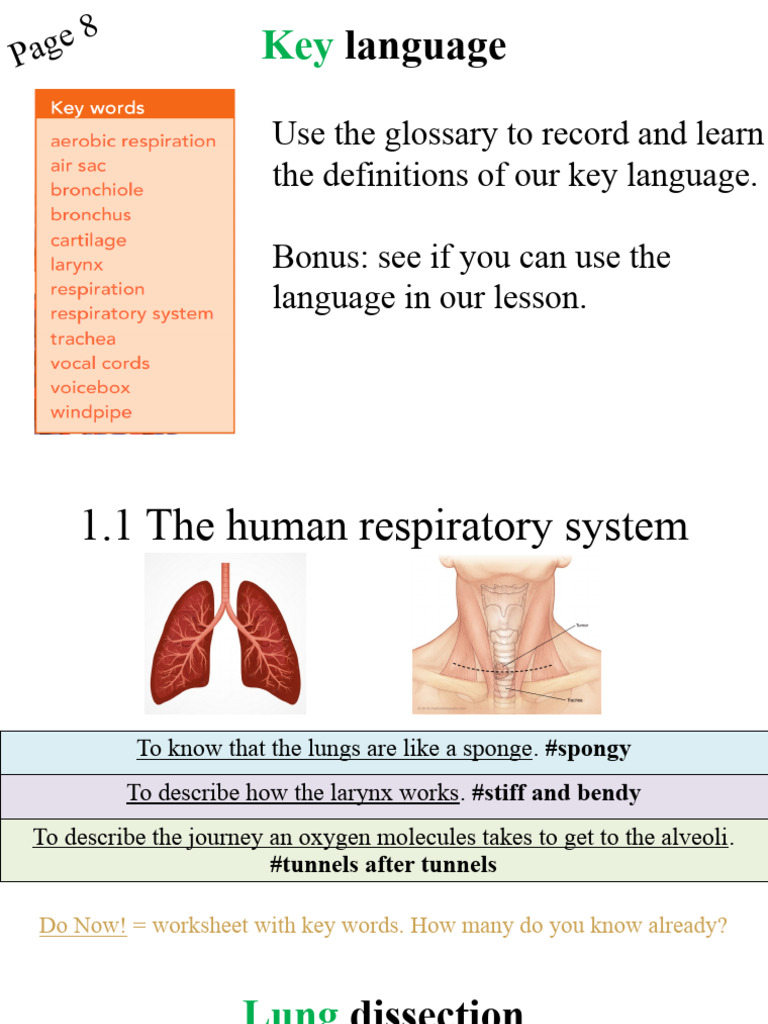 L2 The human respiratory system - dissection | Download Free PDF ...