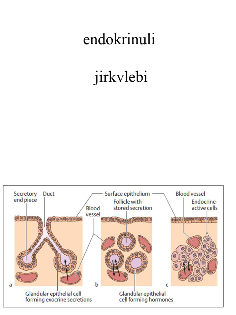 Endocrine Functions of the Pituitary | PDF | Epidermis | Organ (Anatomy)