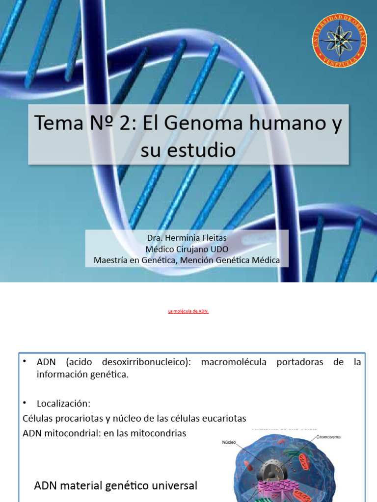 Genoma Humano y Su Estudio | PDF | Rna | Traducción (biología)