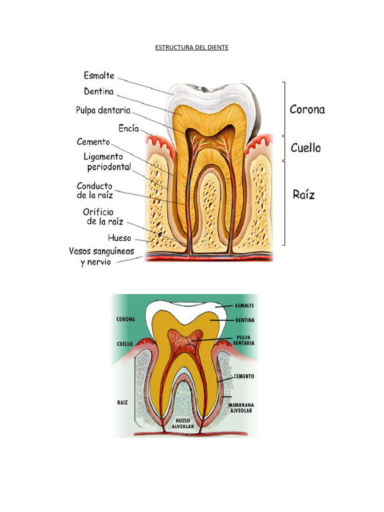 PARTES-DEL-DIENTE | PDF | Diente | Esmalte de dientes