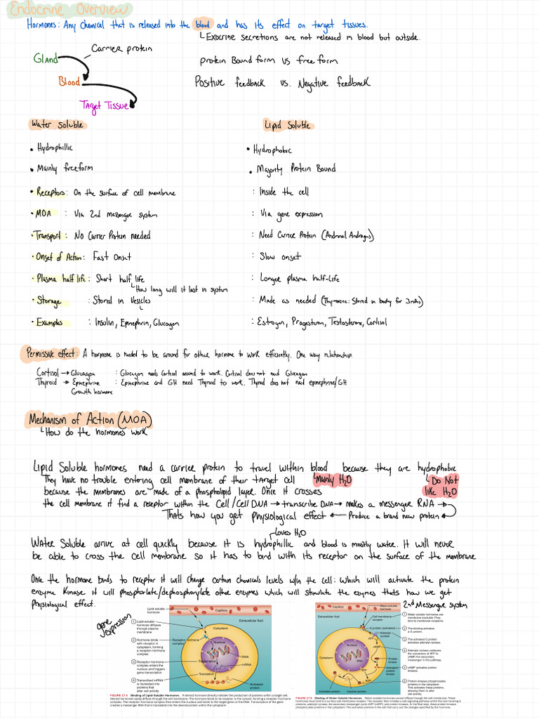 Endocrine Exam | PDF