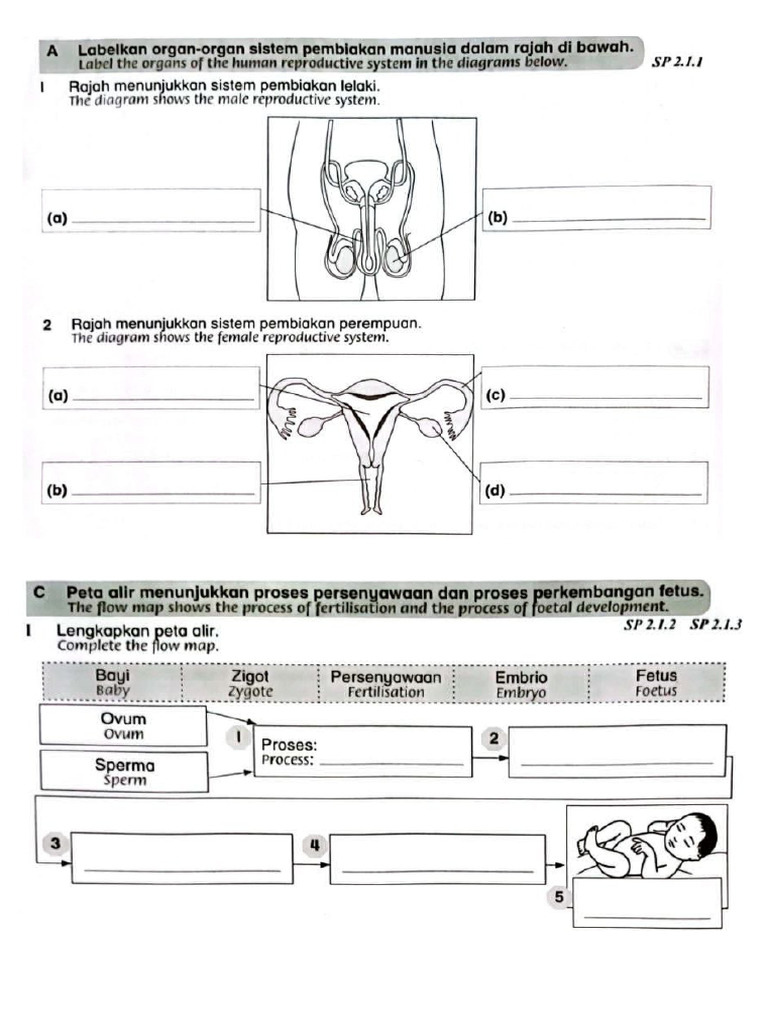 Soalan Sains Tahun 6 | PDF