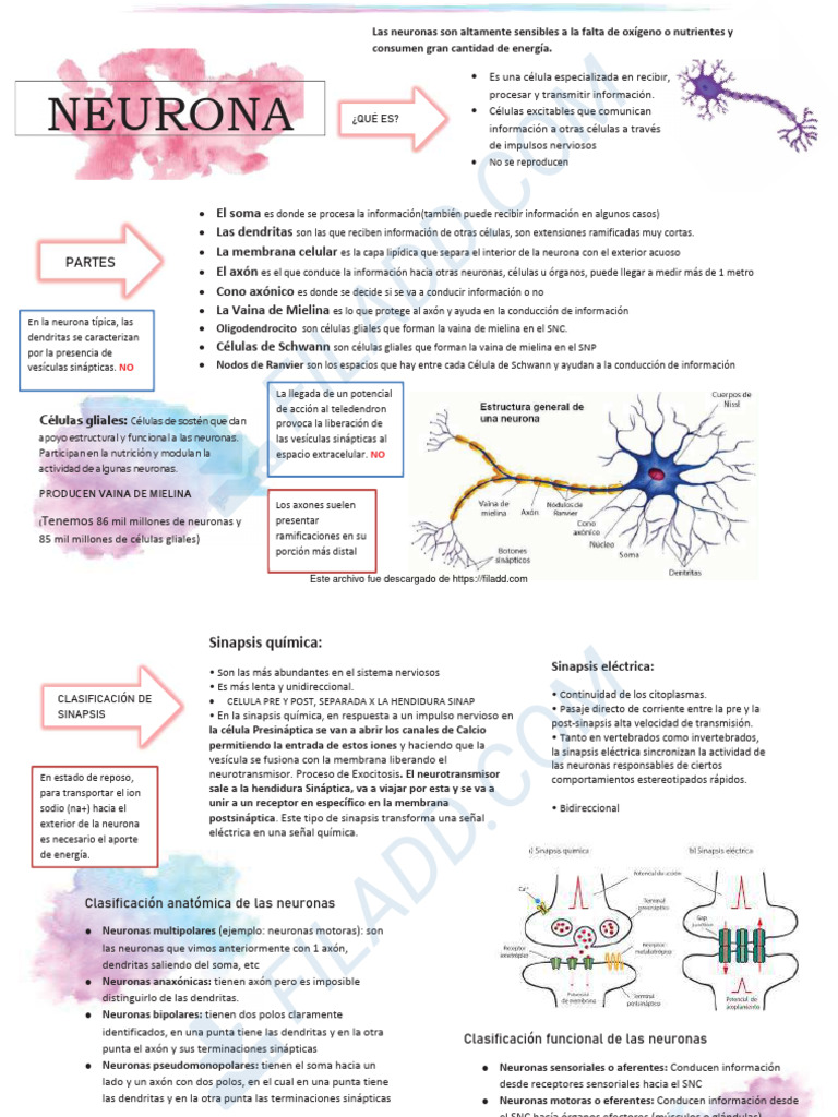 Mapa Conceptual Neuro | PDF | Potencial de acción | Sinapsis