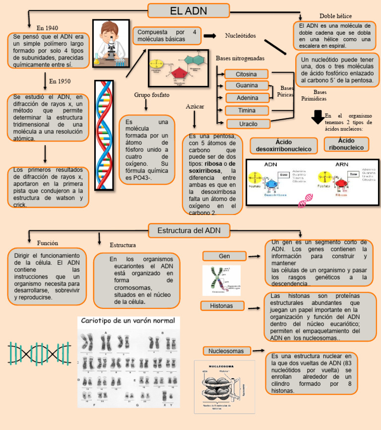 Mapa Conceptual Del ADN 2 | PDF | Adn | Nucleótidos