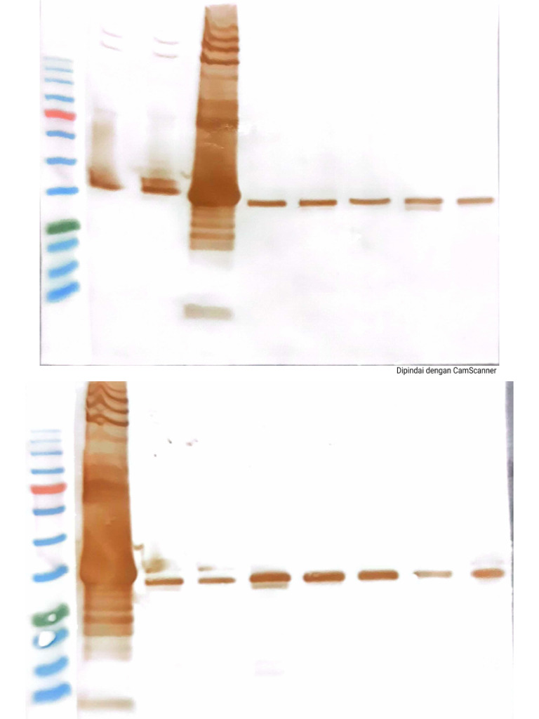 Western Blot | PDF