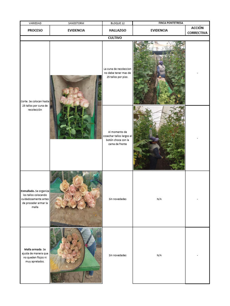 Seguimiento A Variedad Sandstorm - Maltrato | PDF