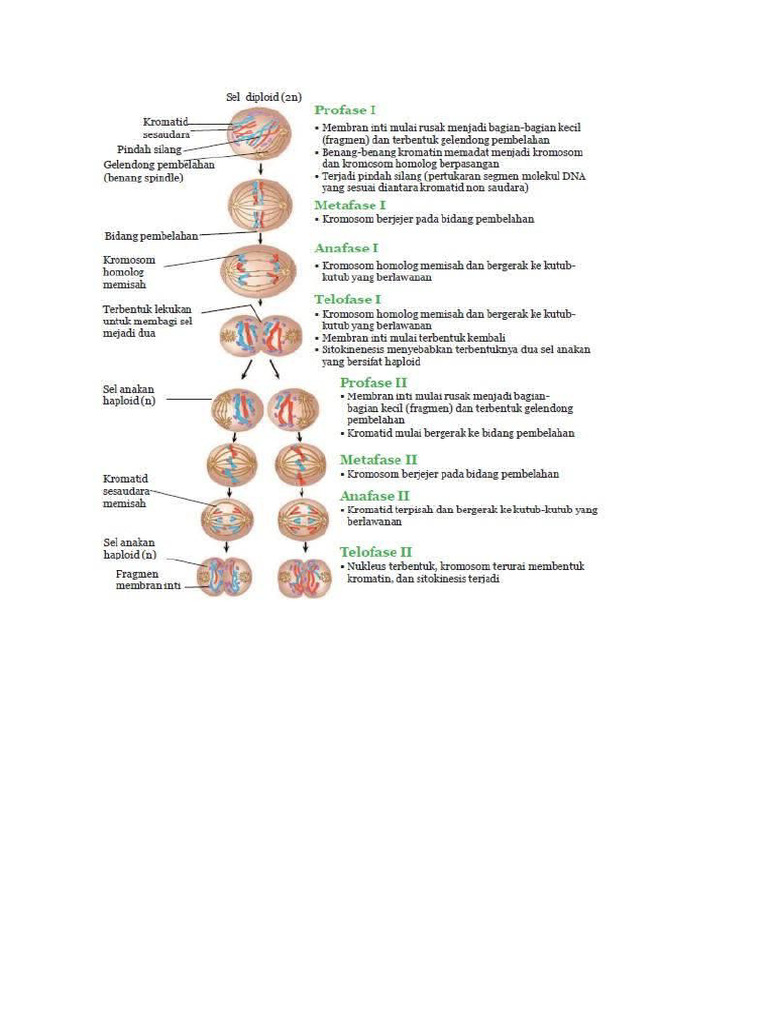 Materi IPA Kelas 9 | PDF