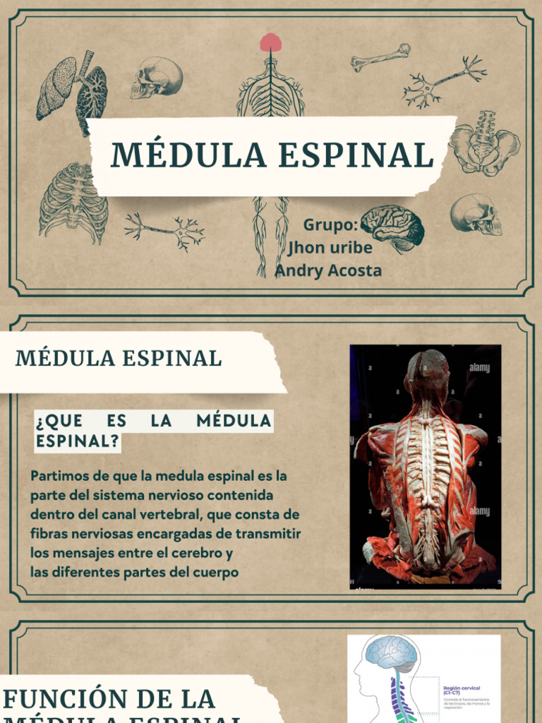 Médula Espinal | PDF