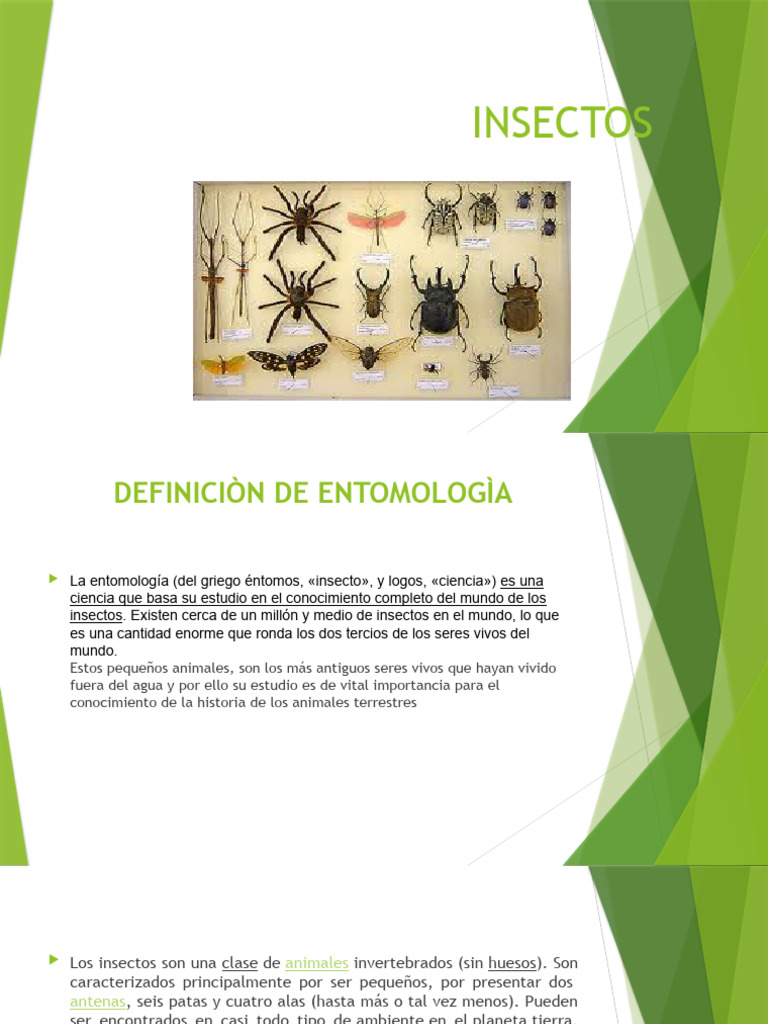 Insecto S | PDF | Insectos | Sistema circulatorio