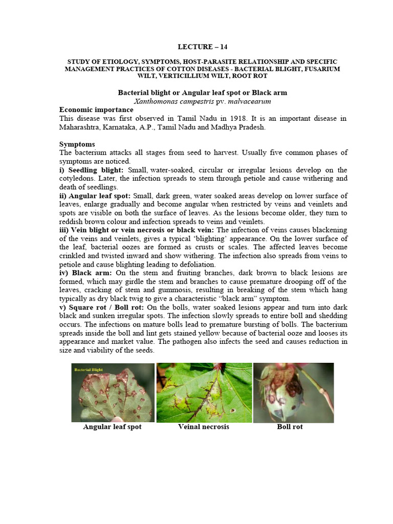Lecture 14 | PDF | Plants | Botany