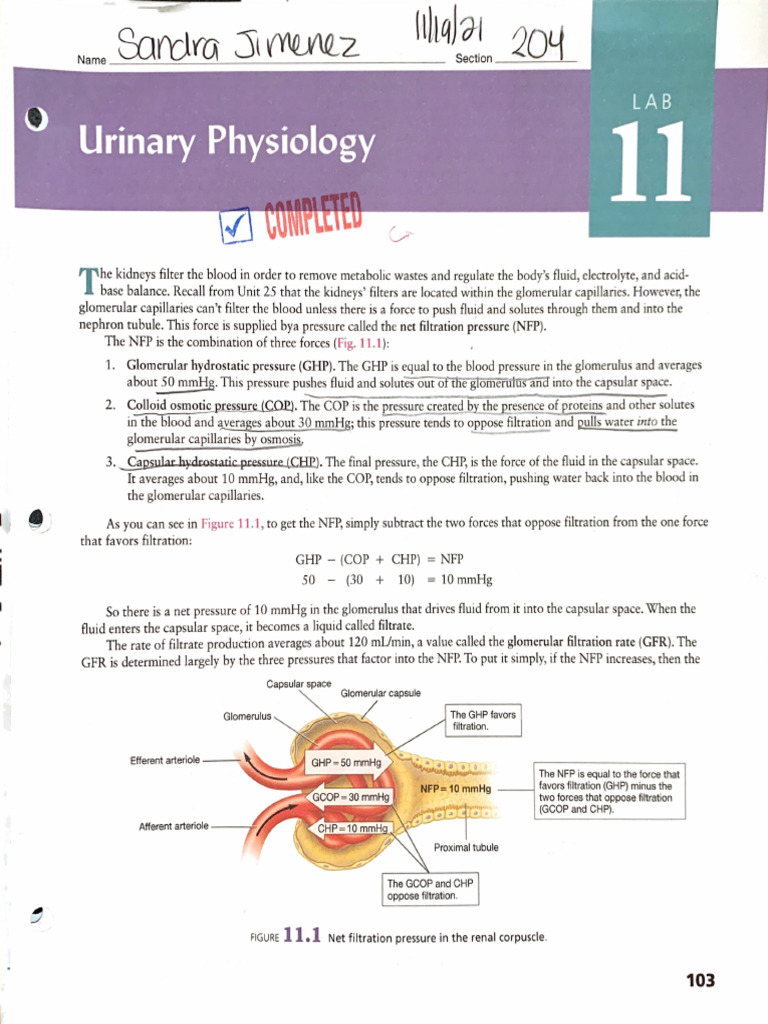 Lab11 Urinary | PDF