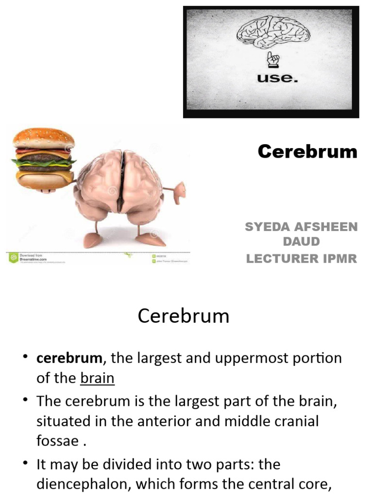 CEREBRUM | PDF | Cerebrum | Parietal Lobe